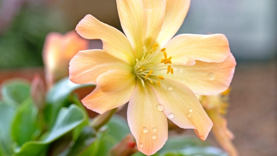 How to Plant, Grow, and Care for Lewisia