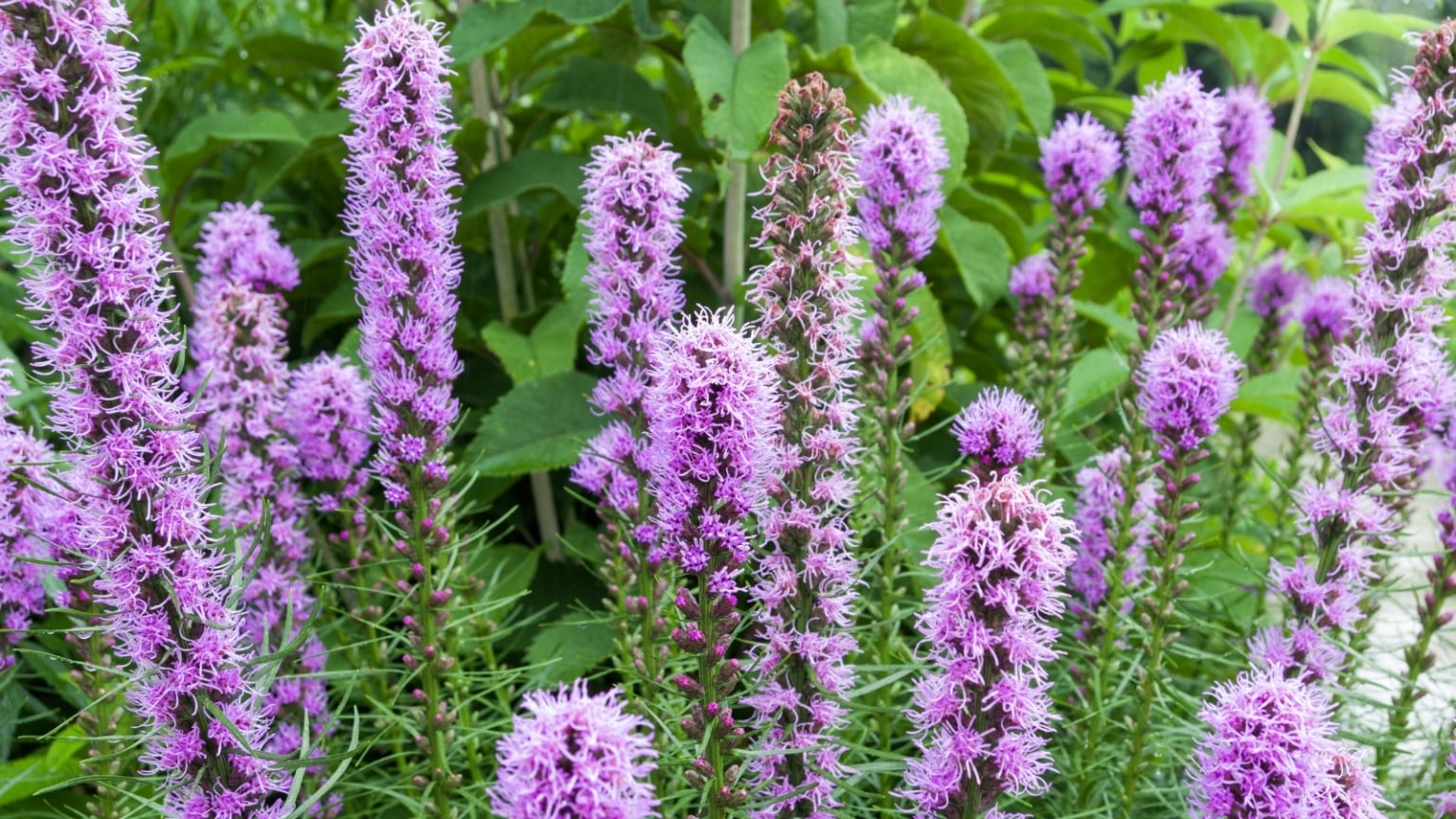 21 Native Wildflowers for Michigan Gardens
