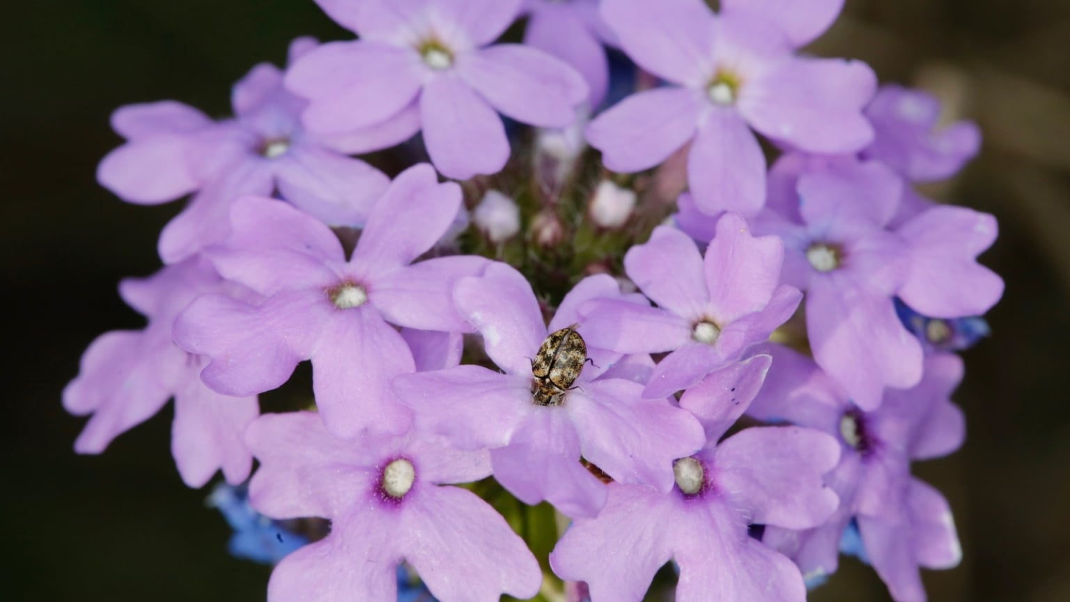 17 Fall-Blooming Flowers to Start in July