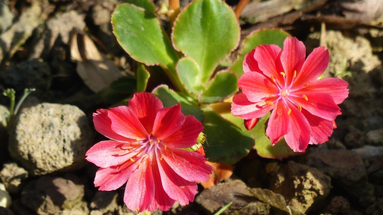 How to Plant, Grow, and Care for Lewisia
