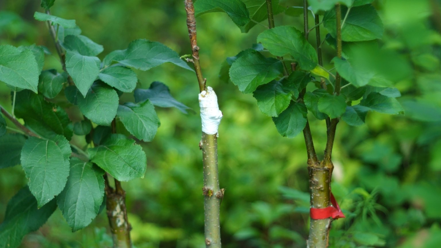 How to Plant, Grow, and Care for 'Fuji' Apple Trees