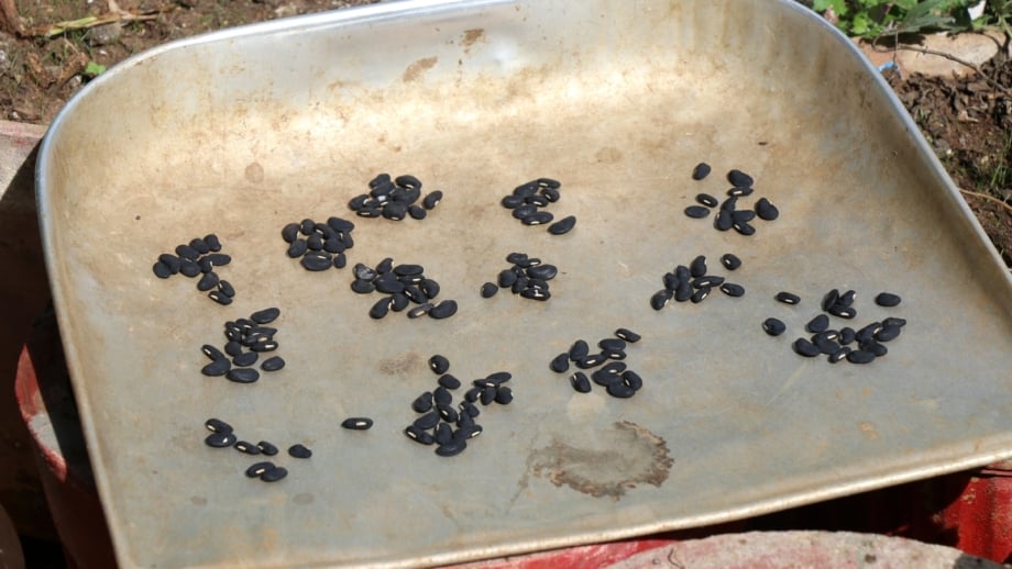 Seed Scarification: How to Scarify Seeds For Better Germination