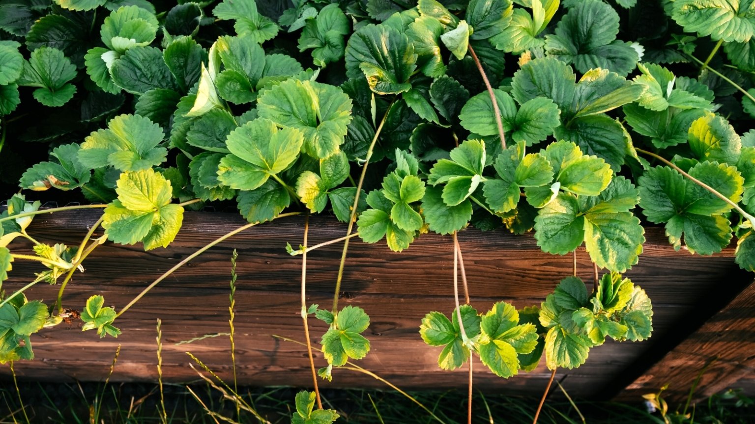 How and When to Thin a Strawberry Bed