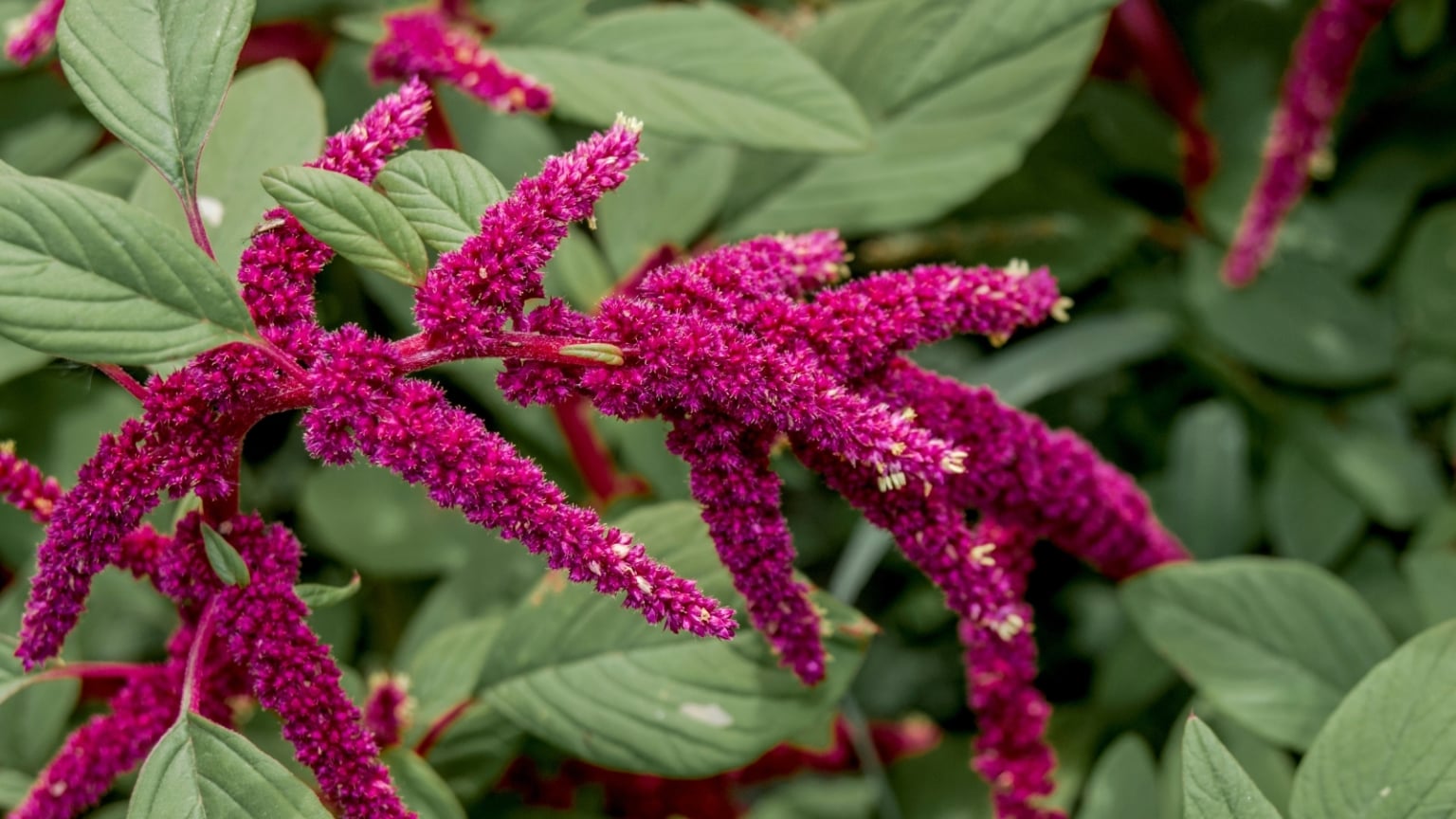 How to Plant, Grow, and Care for Love-Lies-Bleeding Amaranth