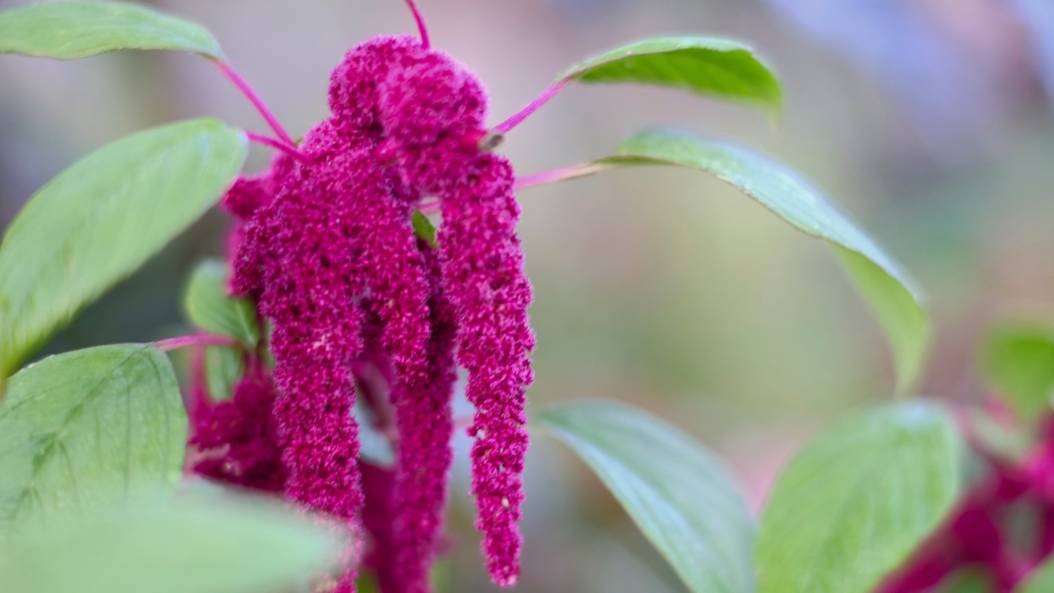 How to Plant, Grow, and Care for Love-Lies-Bleeding Amaranth