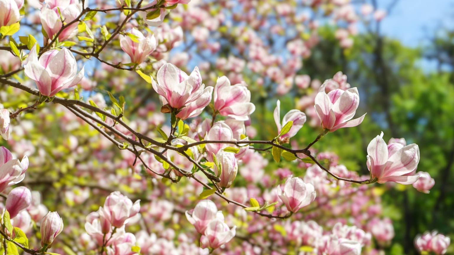 9 Ancient Plants You Can Grow in Modern Gardens