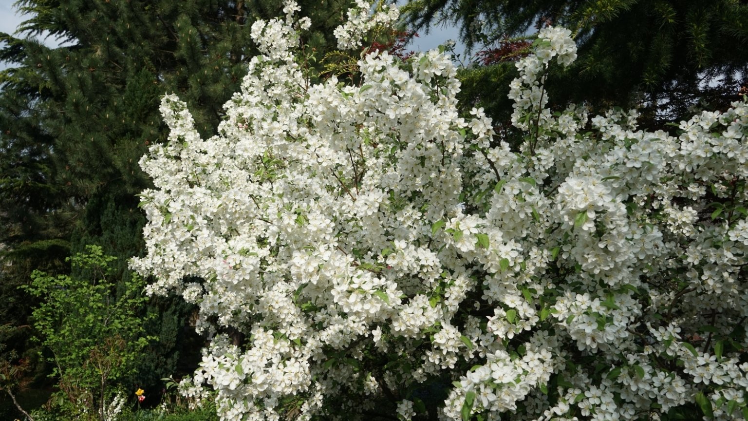 21 Plants for Victorian Home Gardens