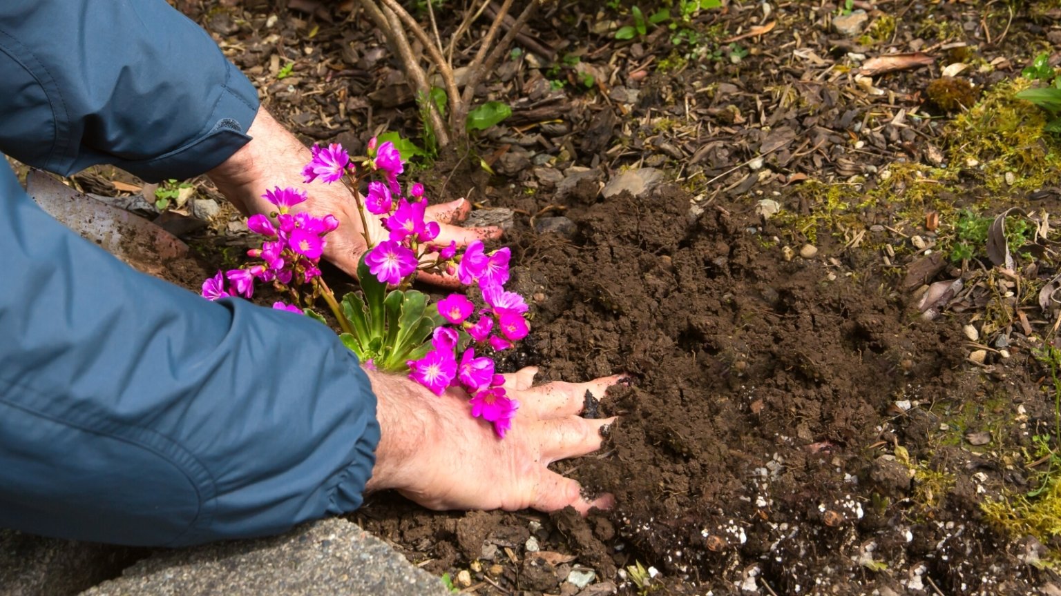 How to Plant, Grow, and Care for Lewisia