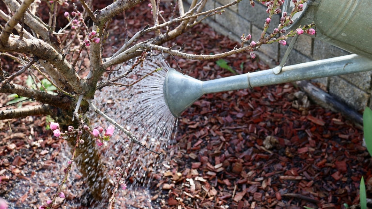 How to Plant, Grow, and Care for ‘Contender’ Peach Trees