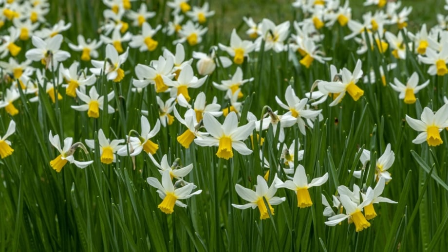 31 Daffodil Varieties to Brighten Up Your Spring Garden