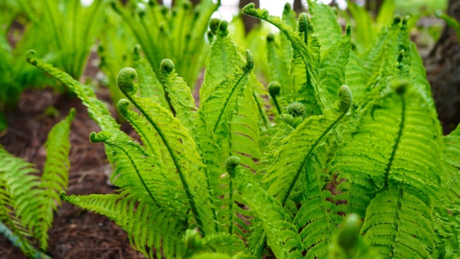 9 Ancient Plants You Can Grow in Modern Gardens