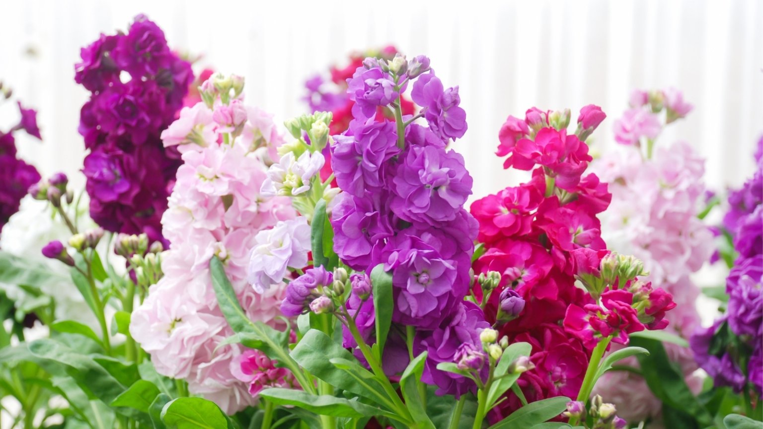 17 Old-Fashioned Flowers for a Garden with Vintage Charm