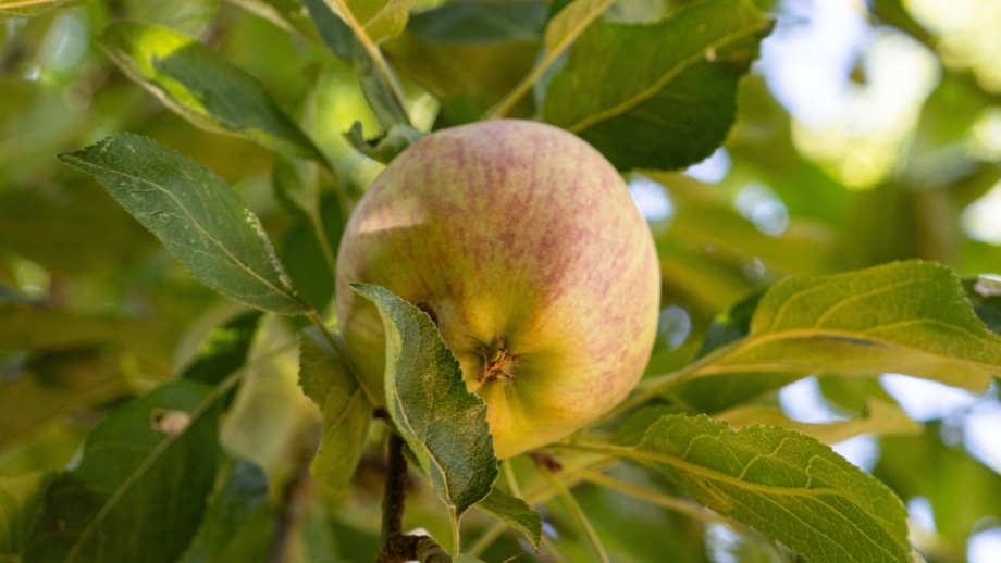 How to Plant, Grow, and Care for 'Fuji' Apple Trees