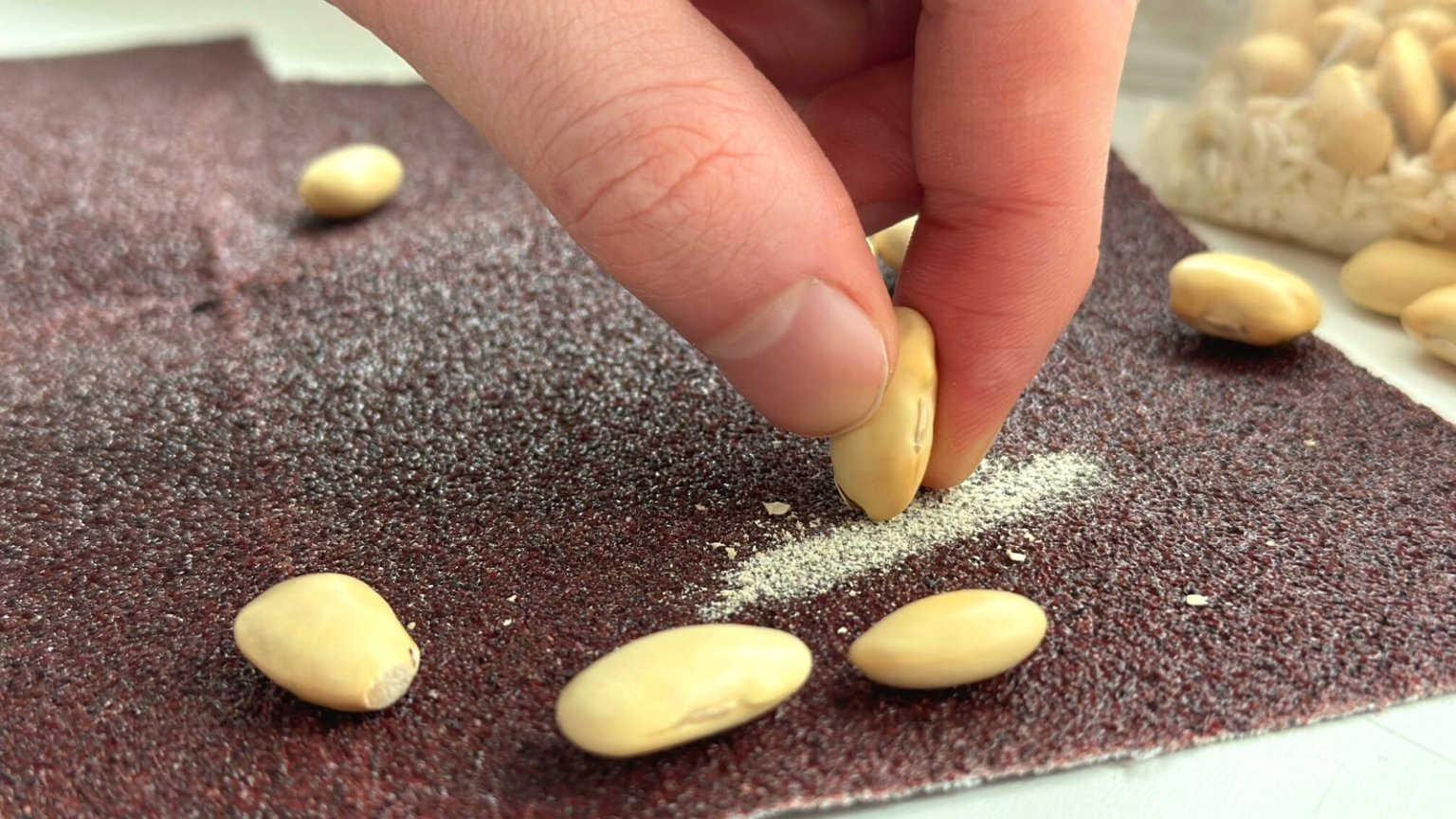 Seed Scarification: How to Scarify Seeds For Better Germination