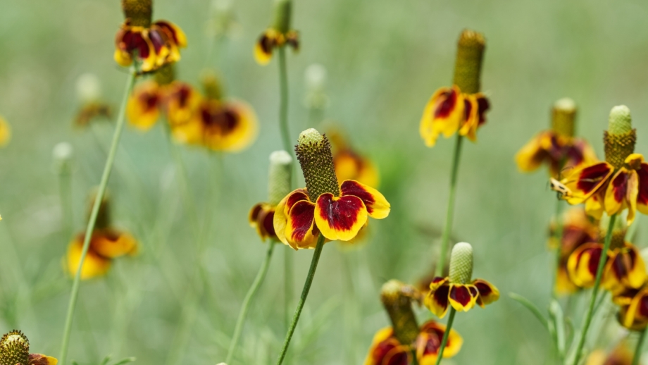 27 Beautiful Texas Wildflowers