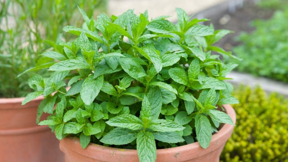 27 Beautiful Filler Plants for Flower Arrangements and Bouquets