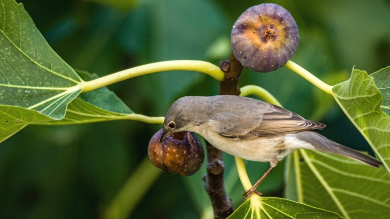 How to Plant, Grow, and Care For 'Brown Turkey' Figs