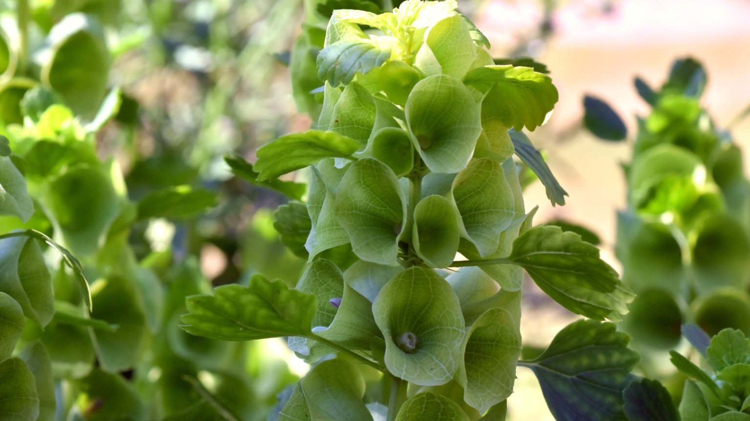 13 Irish Plants to Grow this Saint Patrick's Day