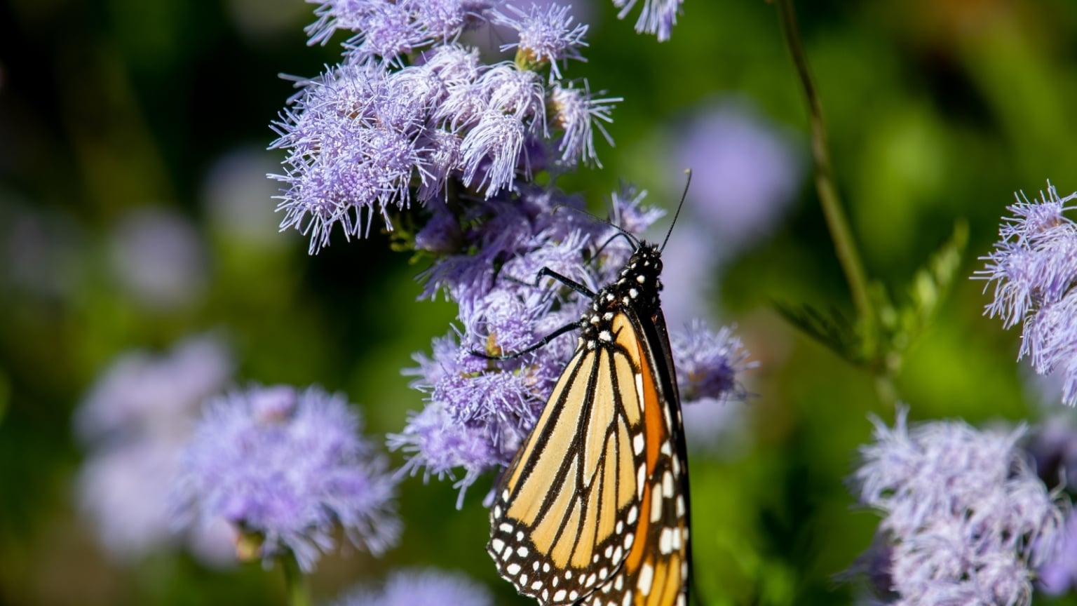 27 Beautiful Texas Wildflowers