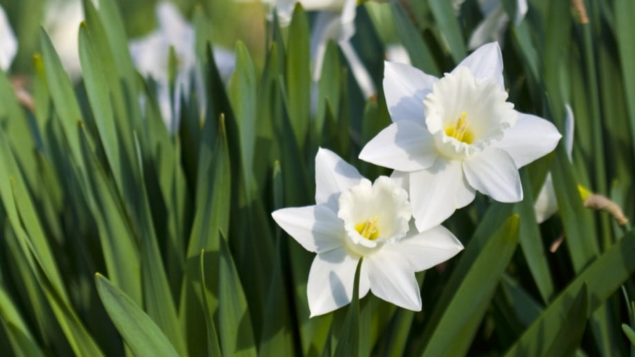 13 Irish Plants to Grow this Saint Patrick's Day