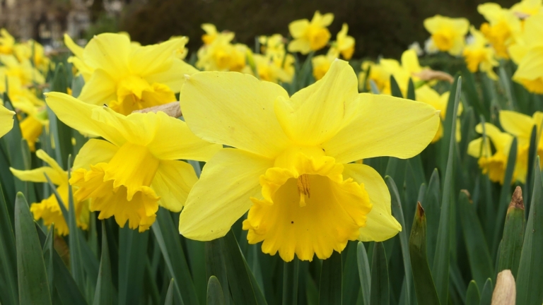 31 Daffodil Varieties to Brighten Up Your Spring Garden