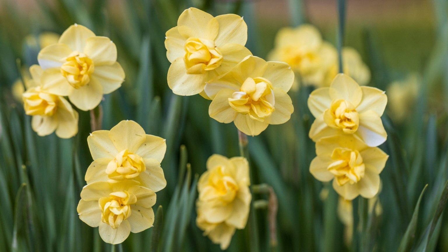 31 Daffodil Varieties to Brighten Up Your Spring Garden