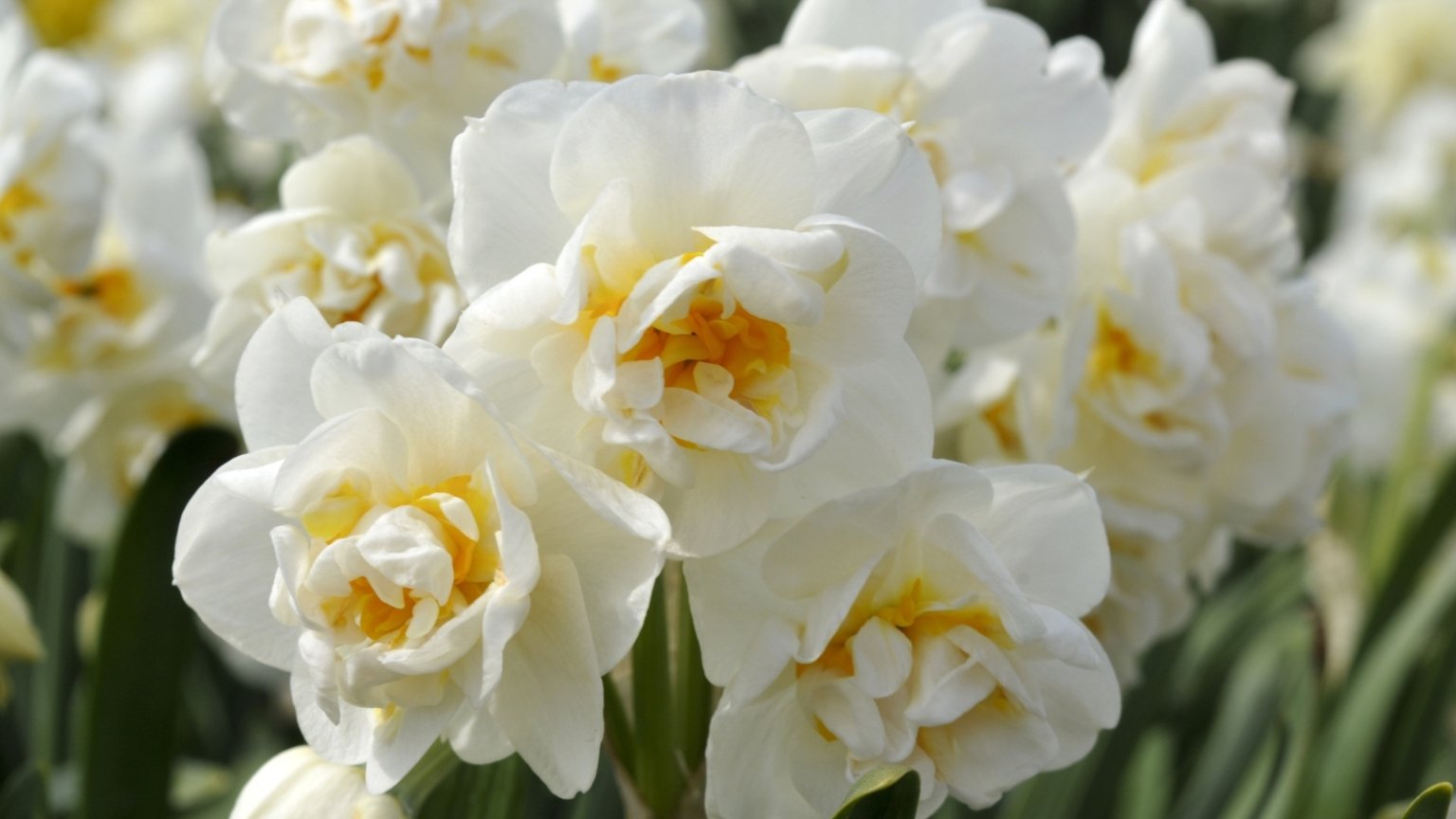 31 Daffodil Varieties to Brighten Up Your Spring Garden