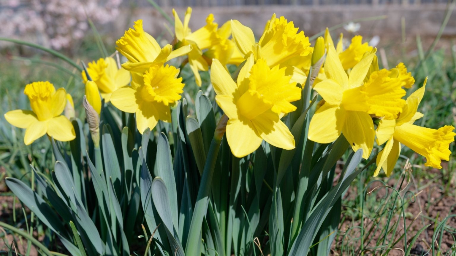 31 Daffodil Varieties to Brighten Up Your Spring Garden