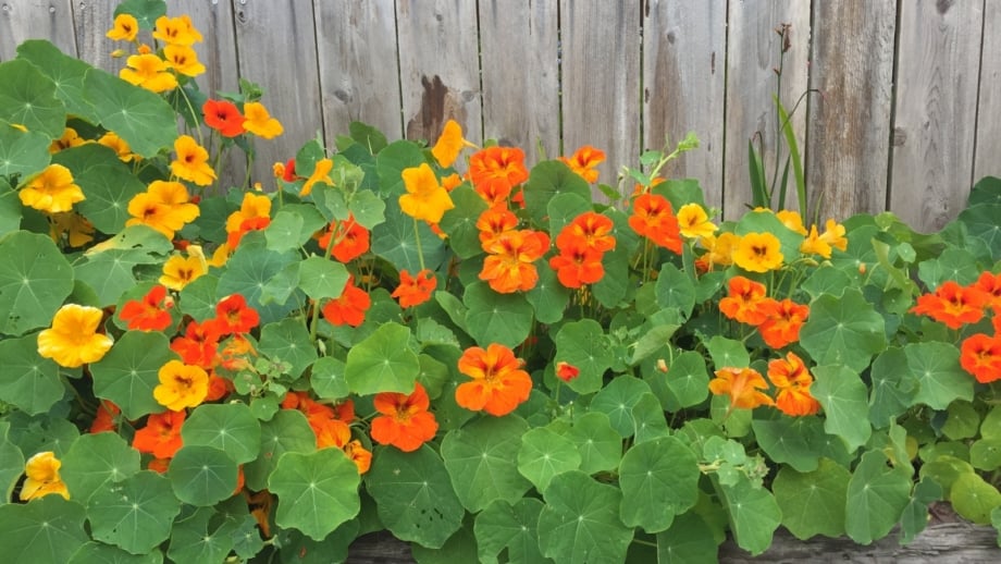 21 Plants For Mid-Century Modern Home Gardens