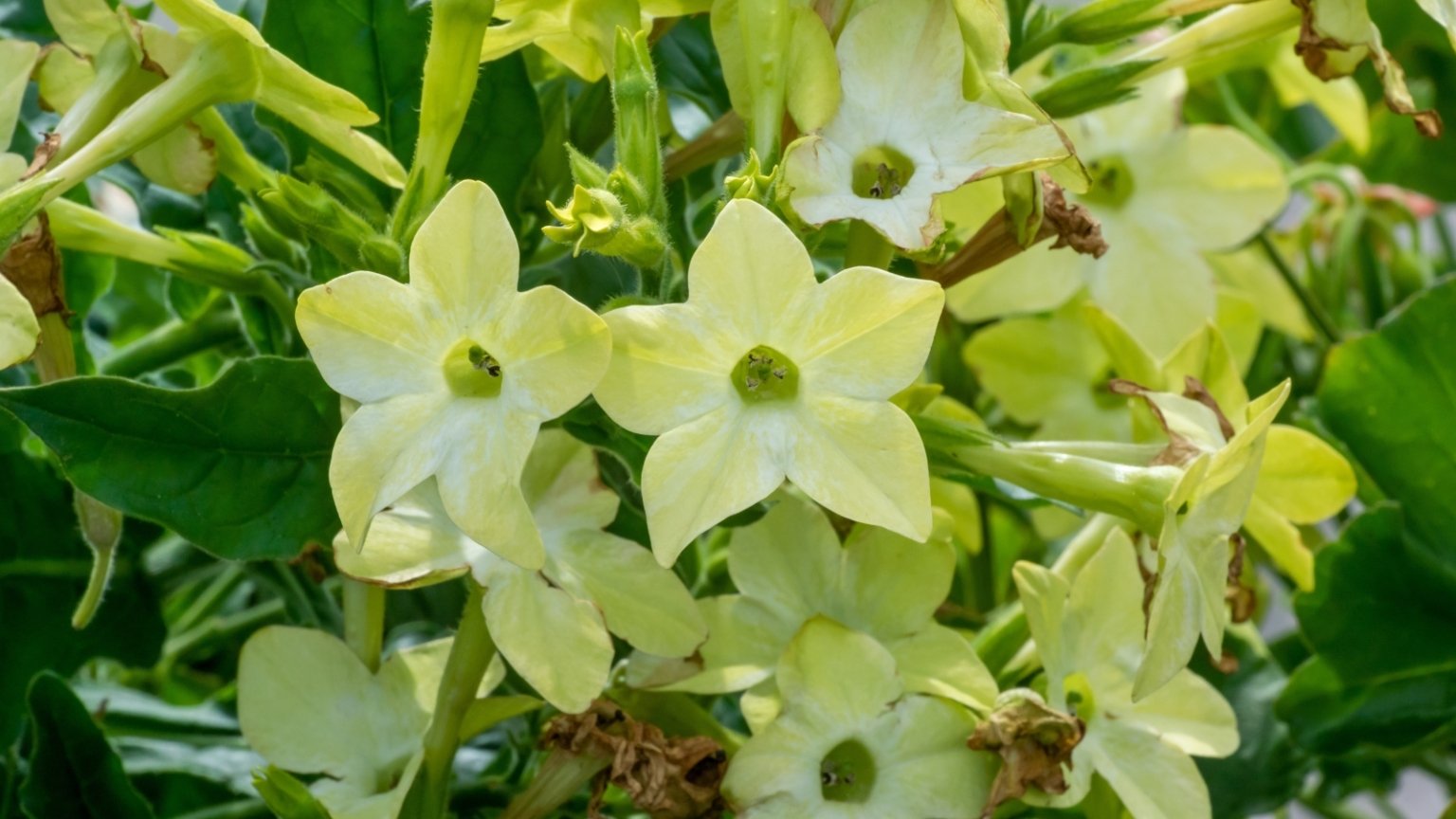 How to Plant, Grow, and Care for Nicotiana