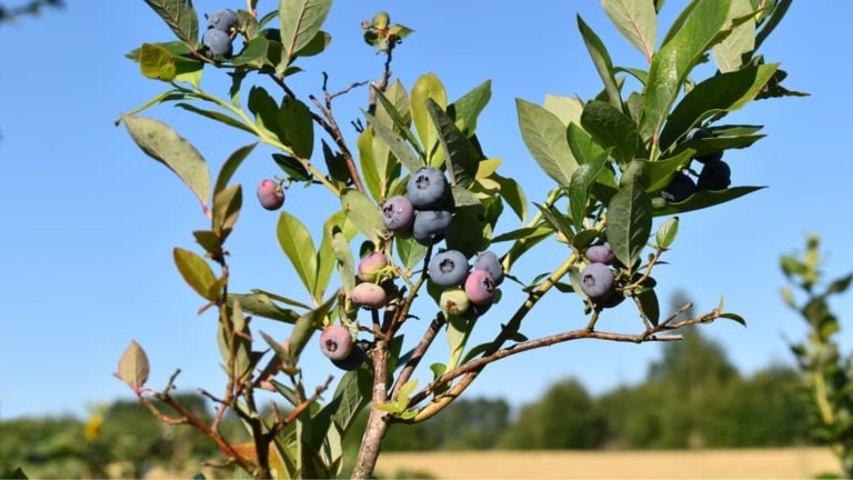 13 Tastiest Blueberry Varieties for Home Gardens