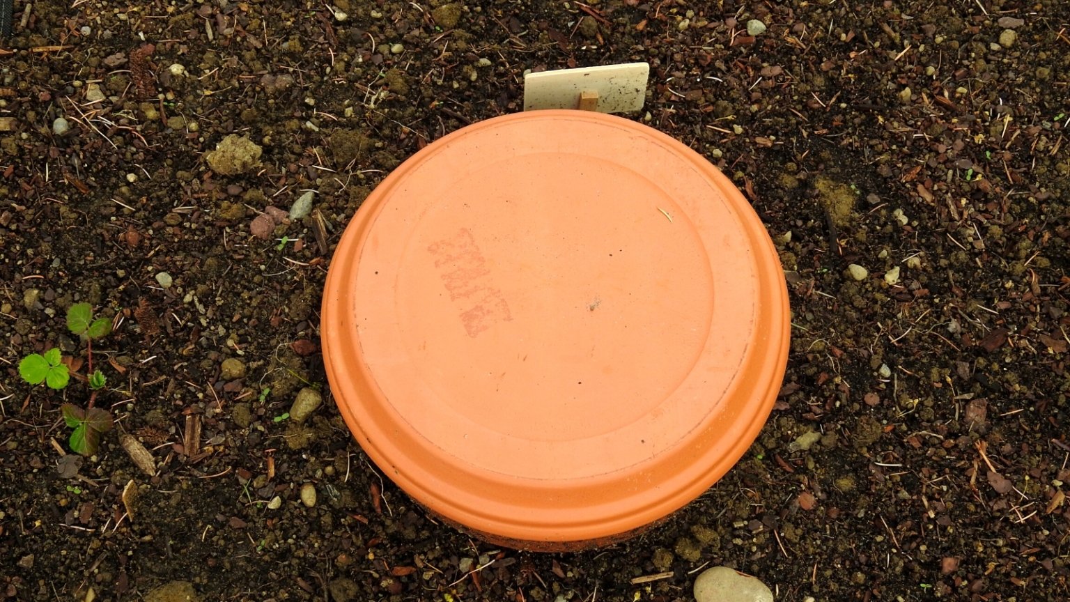 How and Why to Use an Olla to Water Your Garden