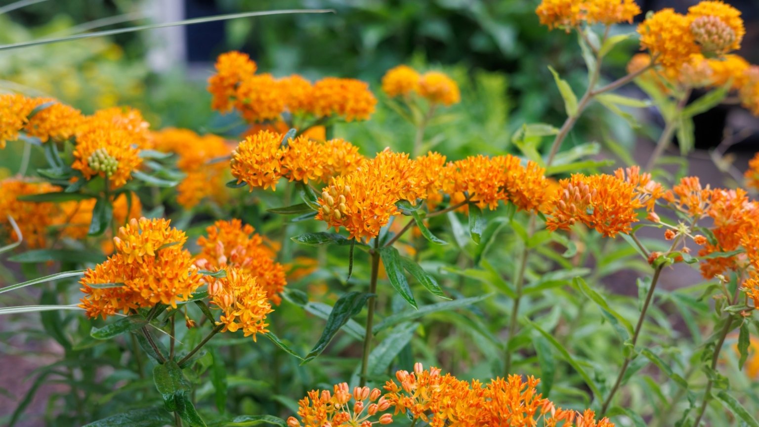 How to Plant, Grow, and Care for Butterfly Flower