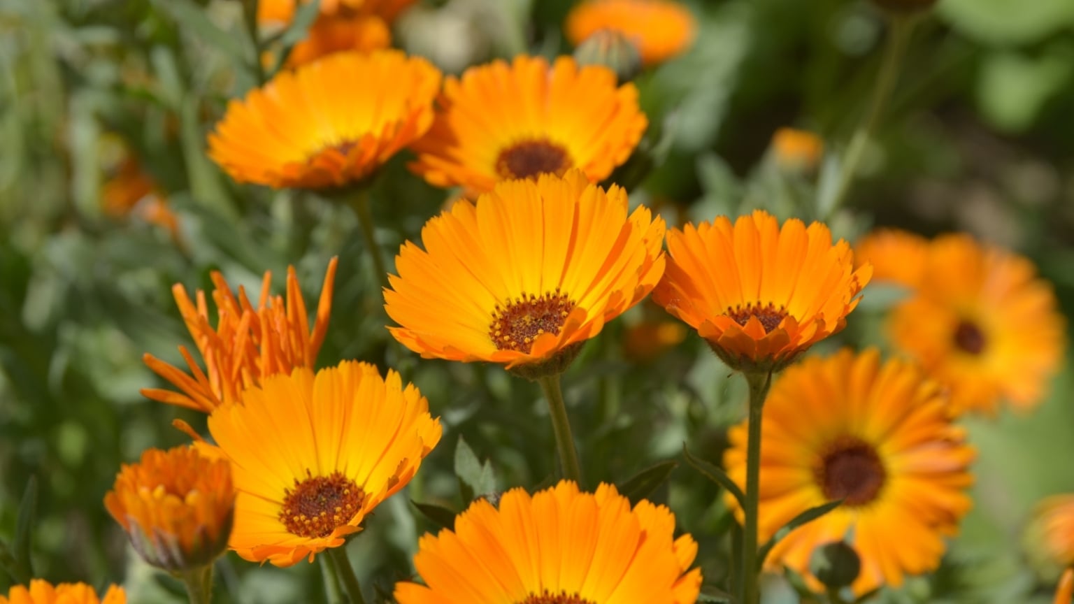 31 Annual Flowers for a Bright and Cheerful Garden