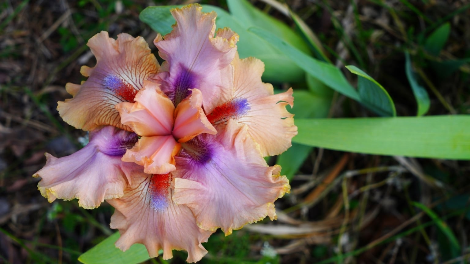 17 Old-Fashioned Flowers for a Garden with Vintage Charm