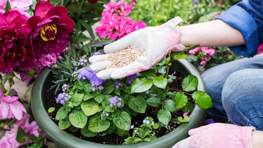11 Tips for the Beginner Flower Gardener