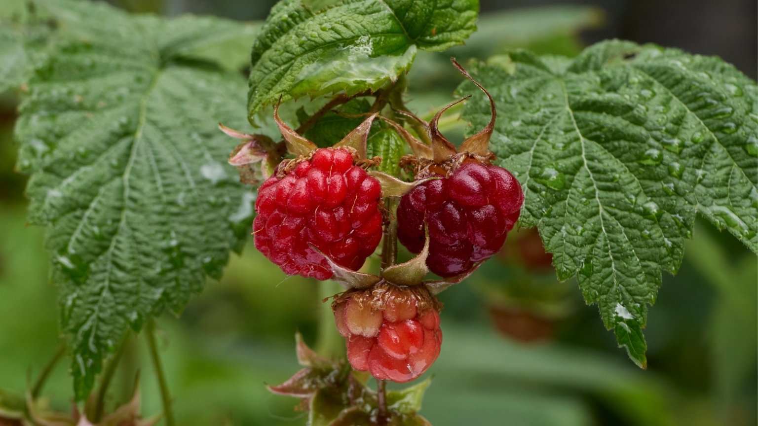 How to Plant, Grow, and Care for 'Heritage' Raspberries