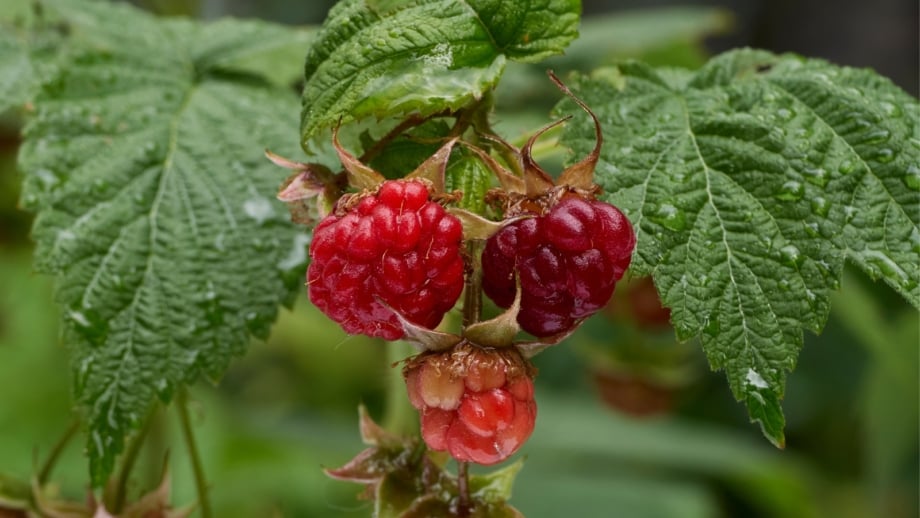 How to Plant, Grow, and Care for 'Heritage' Raspberries