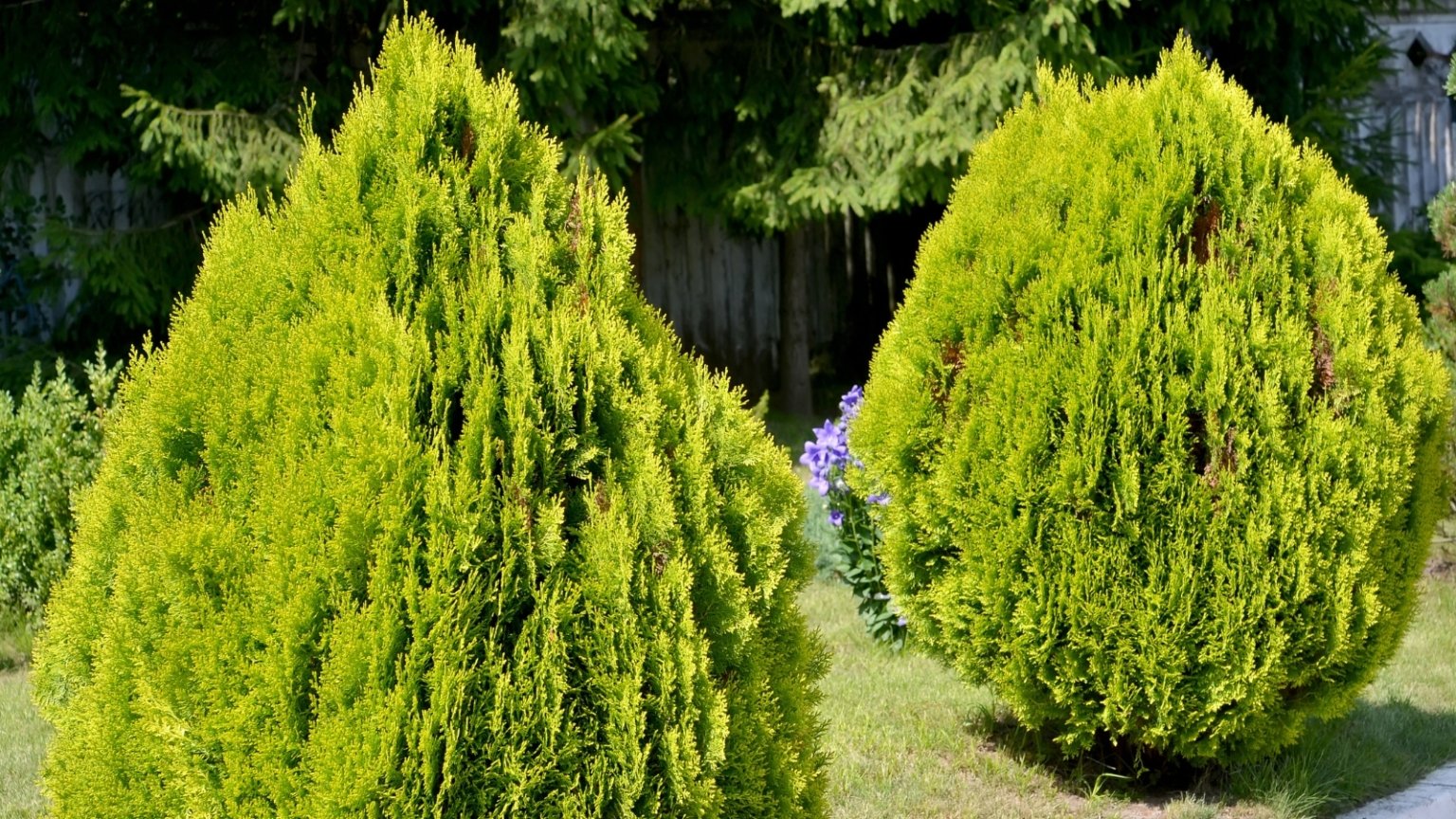 How to Plant, Grow, and Care For Thuja 'Green Giant’ Arborvitae