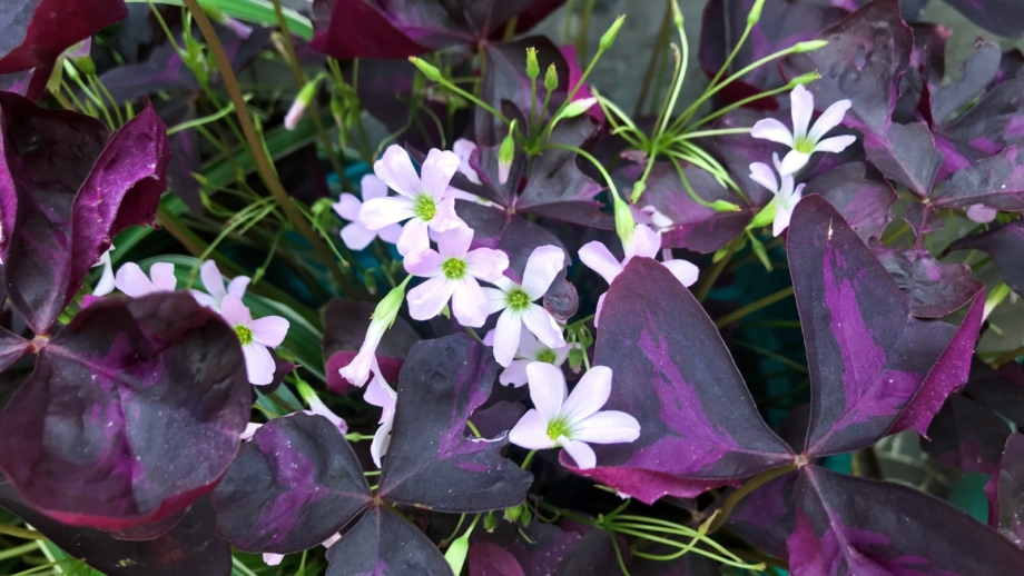 13 Irish Plants to Grow this Saint Patrick's Day