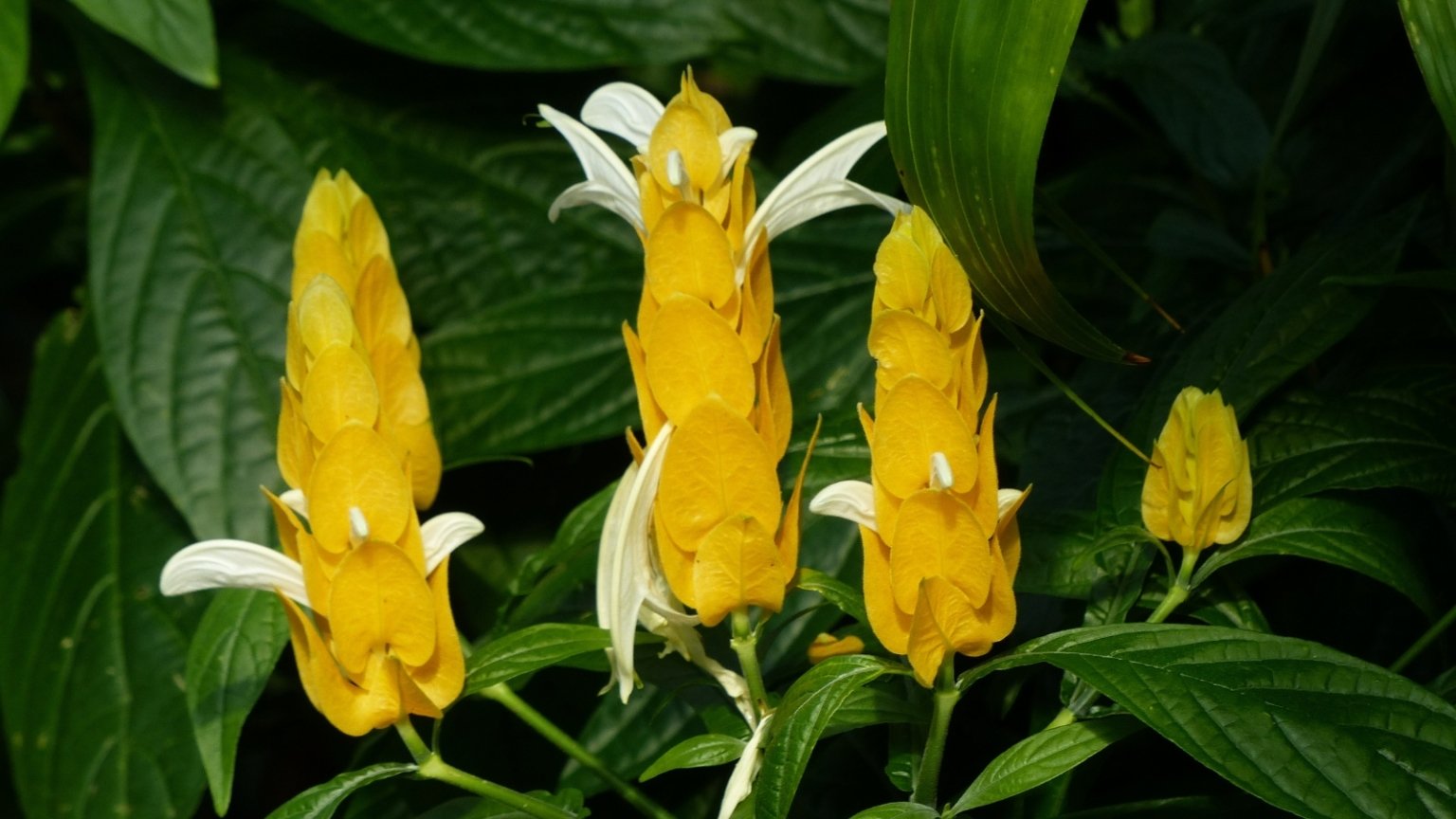 19 Fun Plants Named for Animals