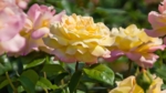 25 Best Tree Roses For Your Garden
