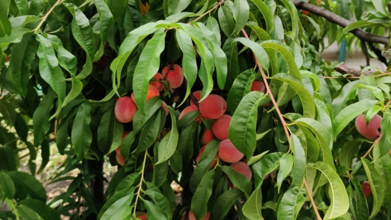 How to Plant, Grow, and Care for ‘Contender’ Peach Trees