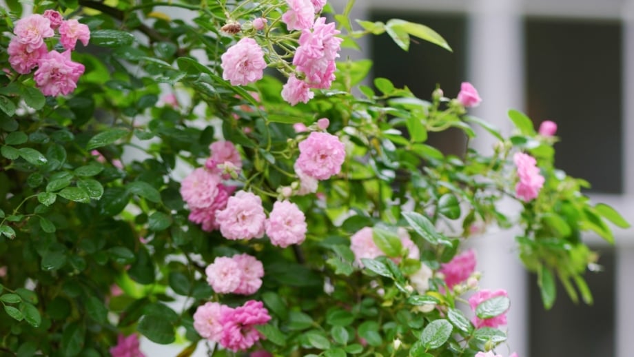 21 Roses That Will Cover a Wall in a Single Season