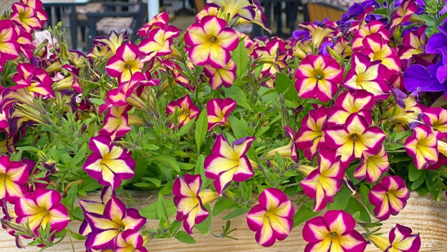 17 Old Fashioned Flowers For A Garden With Vintage Charm
