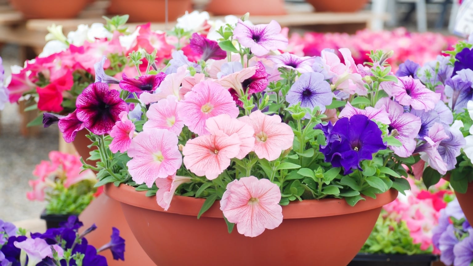 29 Flowers That Thrive in Full Sun