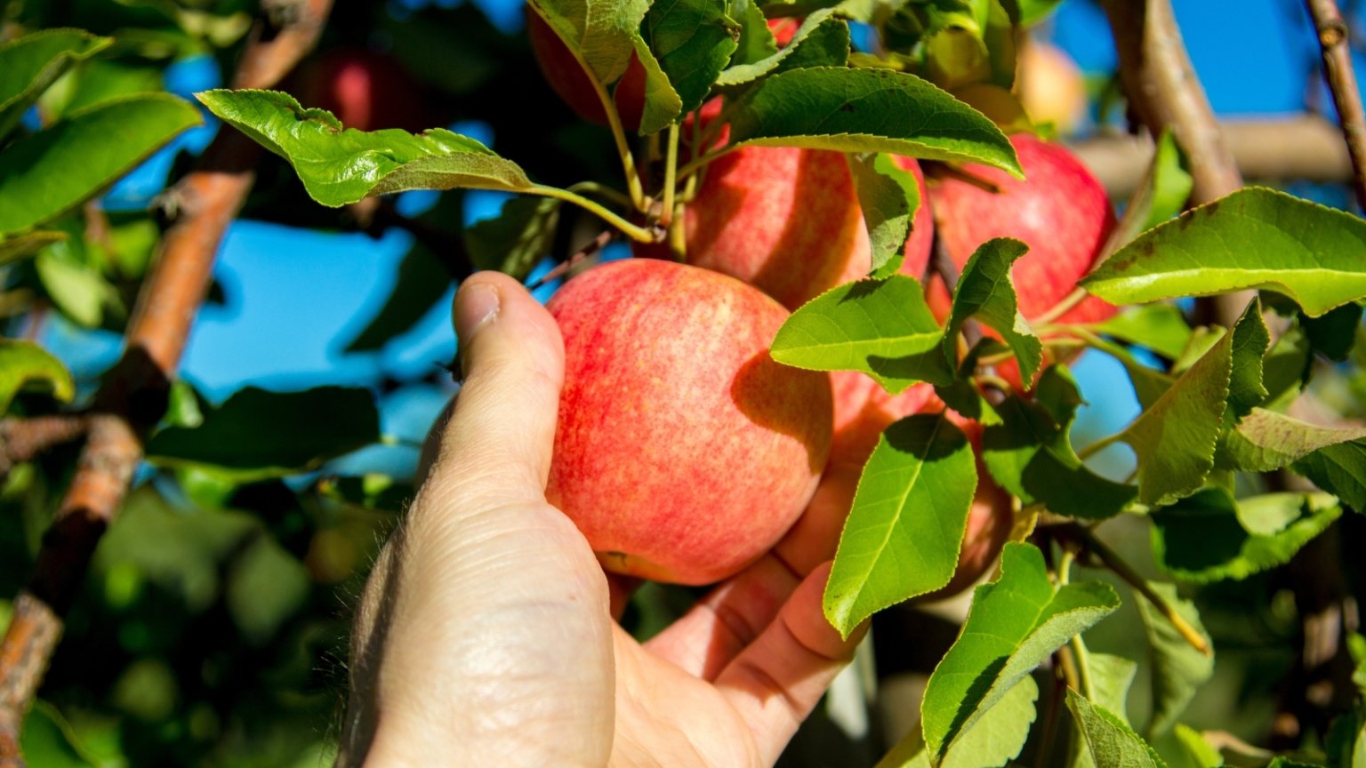 How to Plant, Grow, and Care for 'Gala' Apple Trees