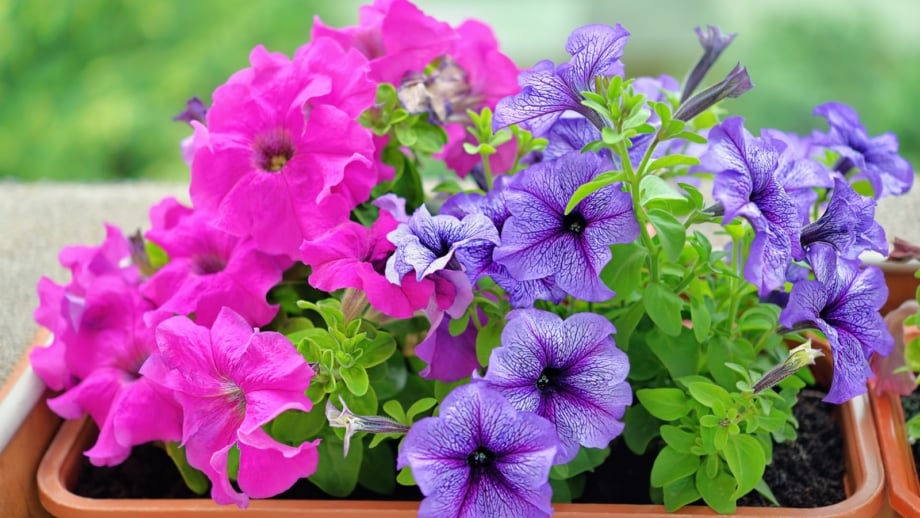 21 Best Flowers for Gardeners with a Short Growing Season