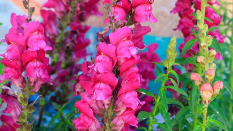 35 Beautiful Snapdragon Varieties for Your Garden