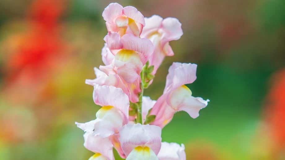 35 Beautiful Snapdragon Varieties for Your Garden